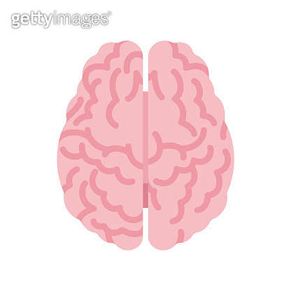 Human brain anatomical study, medical, scientific classroom model top ...