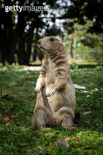gray rodent standing like a statue on its hind legs defending its ...