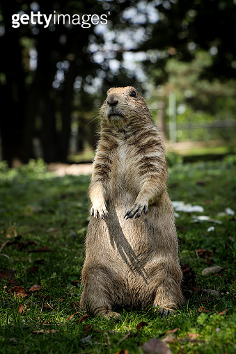 gray rodent standing like a statue on its hind legs defending its ...