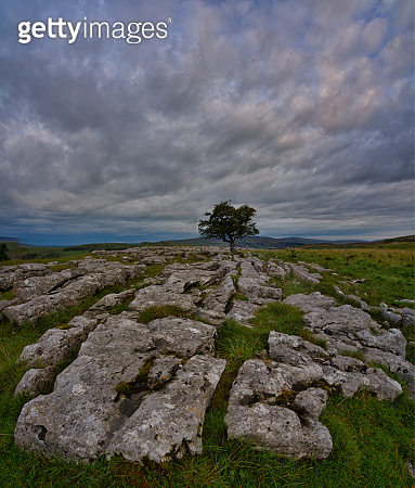 Hawthorn tree in natural limestone pavement rock formation, Craven ...