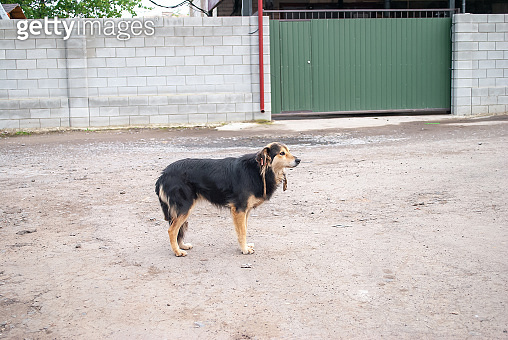 Black scared stray dog with clip in ears standing on city street 이미지 ...