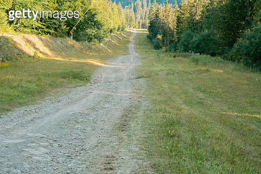 Rural rocky road in the forest. Pine trees. Green. Nature. Destination ...