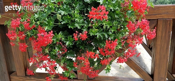 Ivy red geraniums on ethno fence. Pelargonium peltatum is a species of ...
