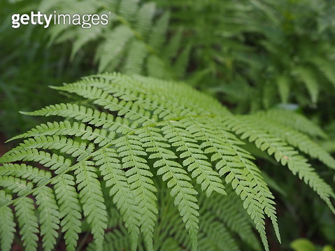 Fern-shaped plant in the forest. Beautiful graceful green leaves ...