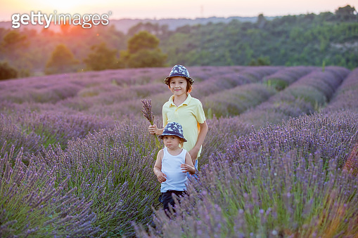 Cute little child, beautiful boy, playing in lavender field (1305356721 ...