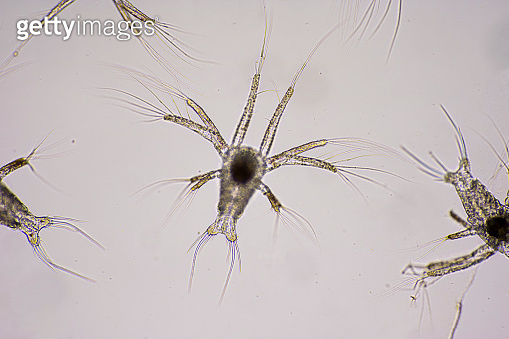 Closeup nauplius stage of vannamei shrimp in light microscope, Shrimp ...