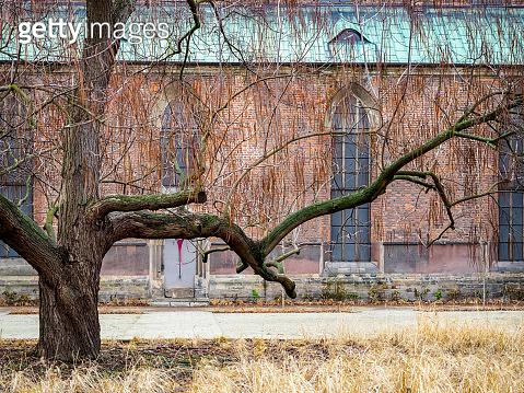 branch of old big oak tree with red brick wall of catholic church on ...