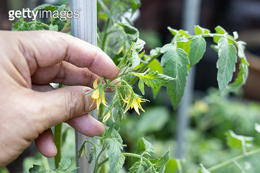 Finger tapping the tomato tree flowers to attempt manual pollination ...
