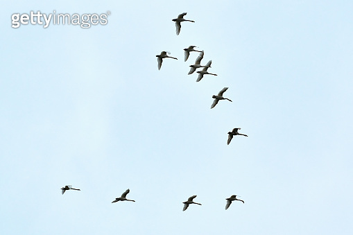 Flock of birds, swans flying in blue sky in V-formation (1312315571 ...