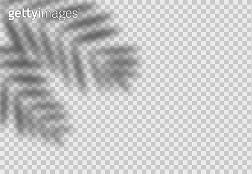 Palm leaf shadow. Vector overlay effect with tropical leaves. Realistic ...