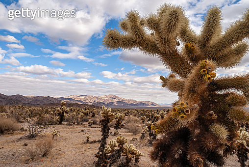 Closeup of Cholla in bloom in Joshua Tree National Park, CA, USA. 이미지 ...