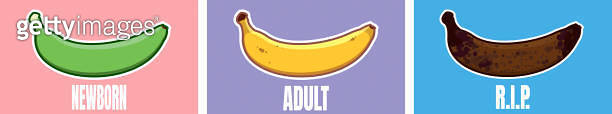 Set of vector banana of different colors. Ripe stages of bananas from ...