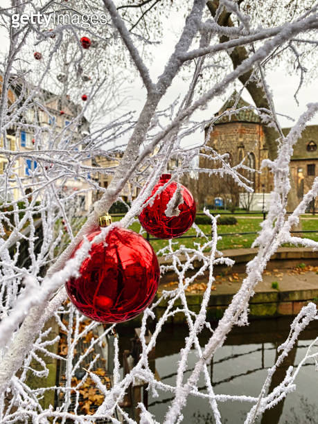 Close-up of a christmas tree branch with decorative ball in Colmar ...