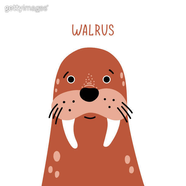 Cute walrus. 이미지 (1309728462) - 게티이미지뱅크