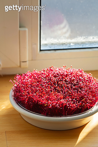 Amaranth micro herbs. Sprouting Micro greens. Seed Germination at home ...