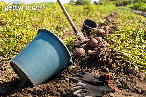 Dig potato in a garden. Little family farm growing potato. Digging up ...