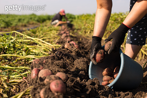 Big yield of potato. Harvest of potato. Loading potato to wheelbarow ...