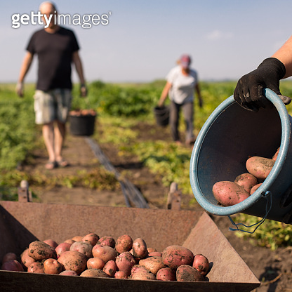 Big yield of potato. Harvest of potato. Loading potato to wheelbarow ...