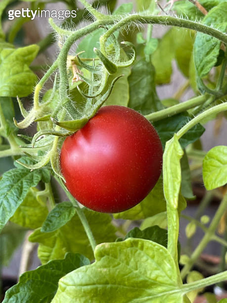 Beautiful ripe heirloom tomatoes grown in a greenhouse. Gardening ...