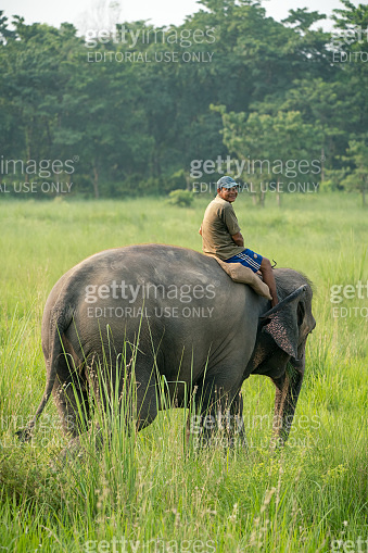 Mahout or elephant rider riding a female elephant. Wildlife and rural ...