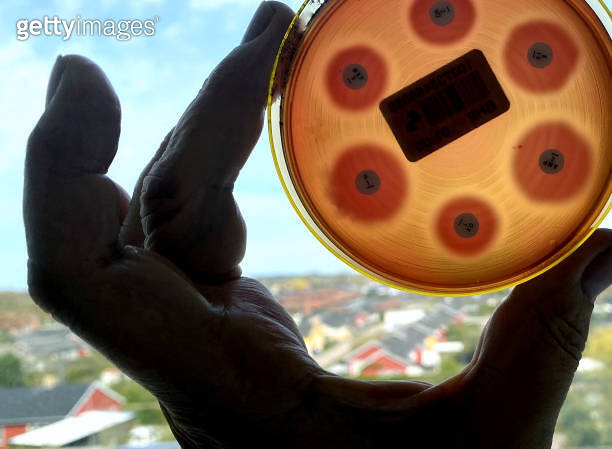 Streptococcus Pyogenes Group A Streptococci Susceptibility Test 이미지 1315881068 게티이미지뱅크