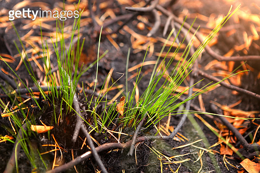 Germination of grass after a fire, restoration of nature, natural ...