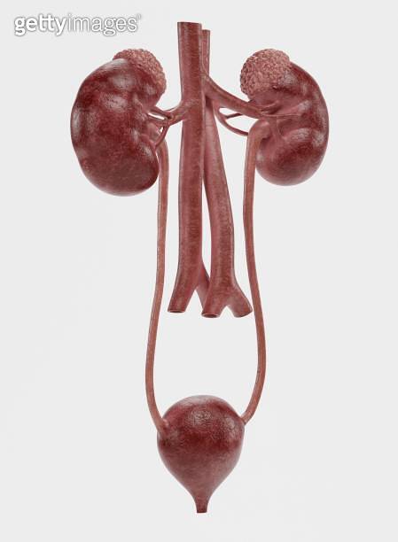 Realistic 3D Render of Urinary Tract (1321448449) 일러스트, 무료 일러스트 - 게티이미지뱅크