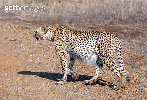 Cheetah with fully stomach after feeding in Africa 이미지 (1356707375 ...