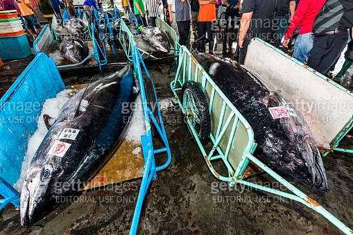 Donggang fish market auction scene in Pingtung, Taiwan. 이미지 (1325936806 ...