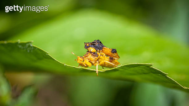 Mating of ambushed bugs, (Phymata americana americana), Ambush bug ...