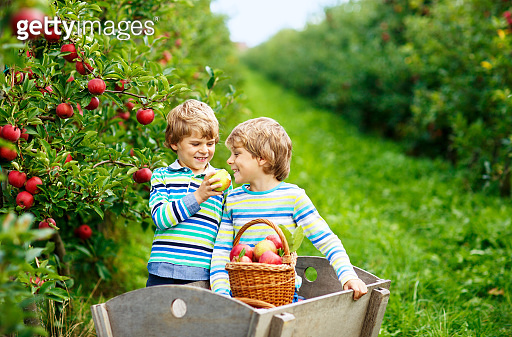 Two adorable happy little kids boys picking and eating red apples on ...