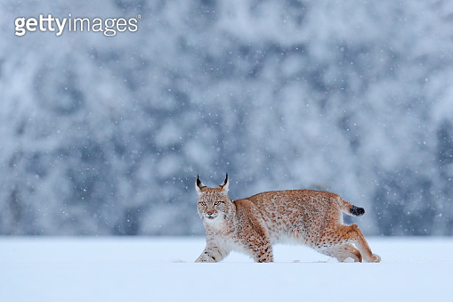 Snow nature. Lynx face walk. Winter wildlife in Europe. Lynx in the ...