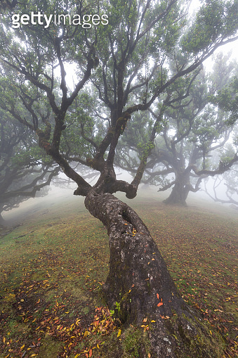 Magical endemic laurel trees in Fanal laurisilva forest in Madeira ...