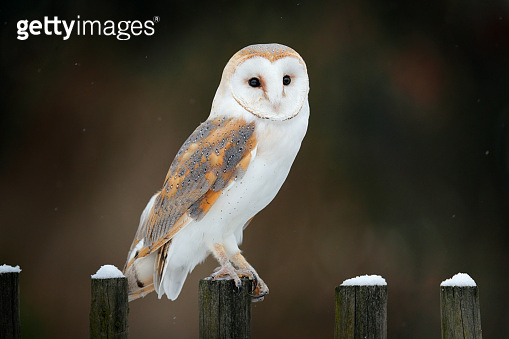 Barn owl sitting on wooden fence in front of country cottage, bird in ...