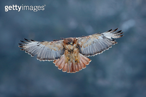 Red-tailed hawk, Buteo jamaicensis, landing in the forest. Winter ...