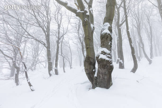 Beautiful winter forest scene with bare trees covered with white snow ...
