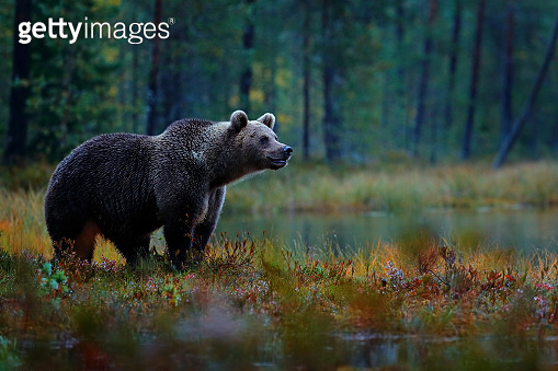 Bear hidden in yellow forest. Autumn trees with bear. Beautiful brown ...