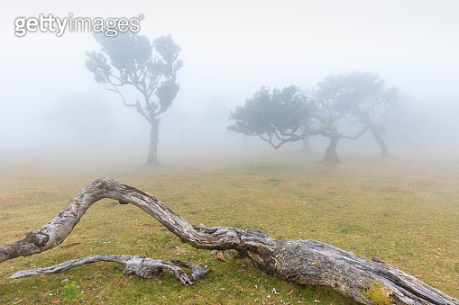 Magical endemic laurel trees in Fanal laurisilva forest in Madeira ...