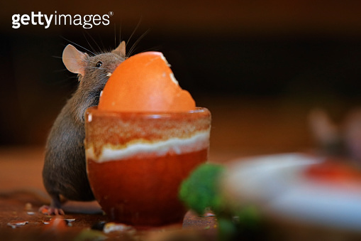 Mouse at he home kitchen. Rat mouse, Rattus norvegicus, eats food rest ...