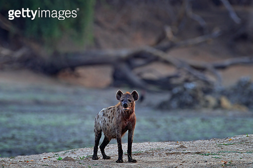 Hyena, detail portrait. Spotted hyena, Crocuta crocuta, angry animal ...