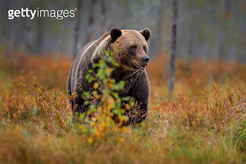 Bear hidden in yellow forest. Autumn trees with bear. Beautiful brown ...