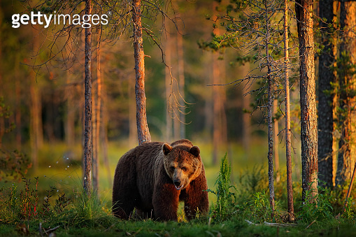 Bear hidden in yellow forest. Autumn trees with bear, face portrait ...