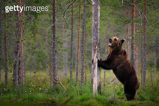 Bear hidden in yellow forest. Autumn trees with bear, face portrait ...
