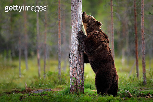 Bear hidden in yellow forest. Autumn trees with bear, face portrait ...