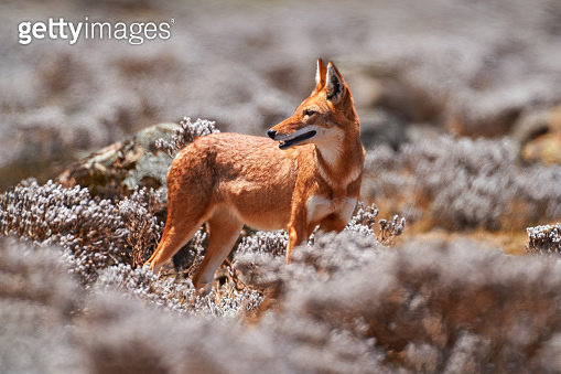 Canis simensis, Ethiopian wolf, in the nature Bale Mountains NP ...