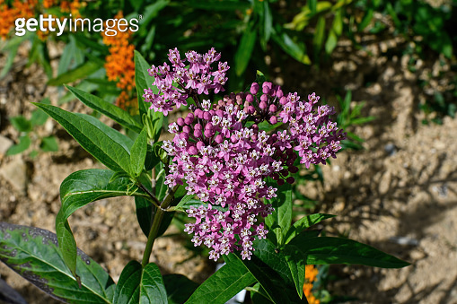 Pink Butterfly Flower is also known as swamp milkweed in the garden ...