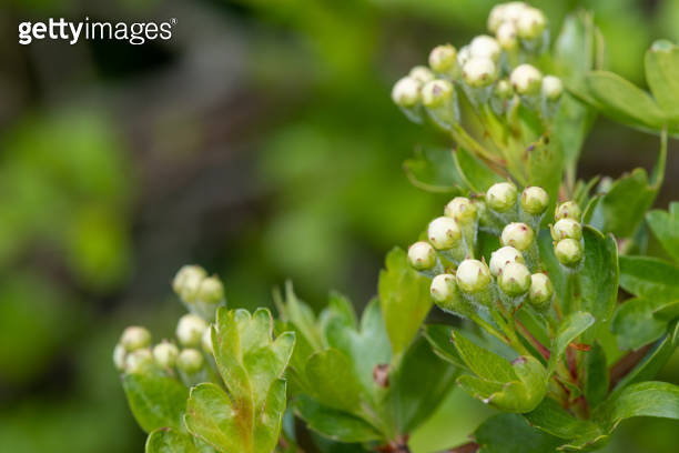 Hawthorn (crataegus monogyna) buds (1317328068) - 게티이미지뱅크