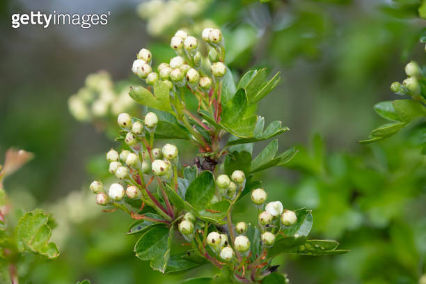 Hawthorn (crataegus monogyna) buds (1317327046) - 게티이미지뱅크