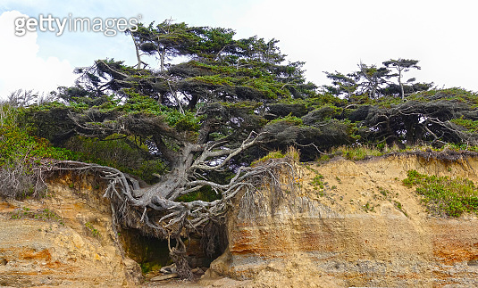 Tree of life, at Kalaloch Tree Root Cave, Olympic National Park ...