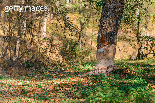 Oak tree trunk nibbled by wild forest beaver. 이미지 (1349443775) - 게티이미지뱅크